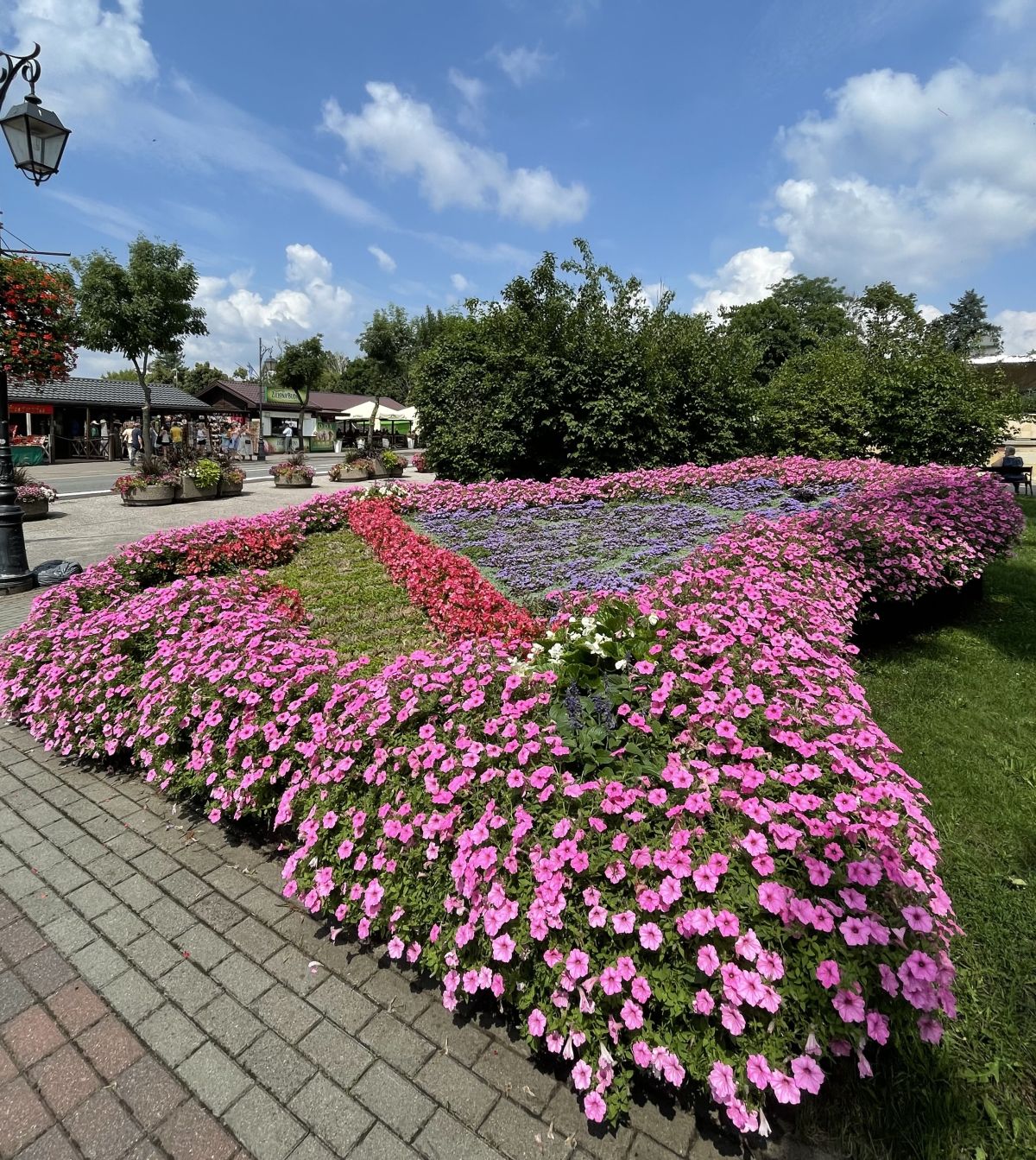 Surfinia supertunia vista - sadzonki, nasiona, kolory - cena i opinie ...